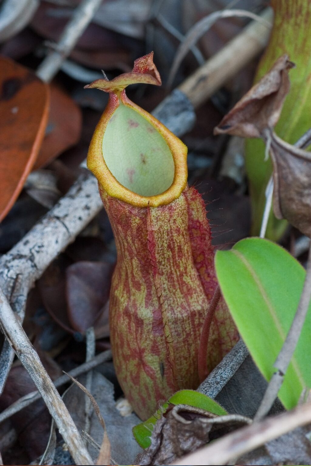 This Phallic-Appearing Object Is Actually a Living Plant in the ...