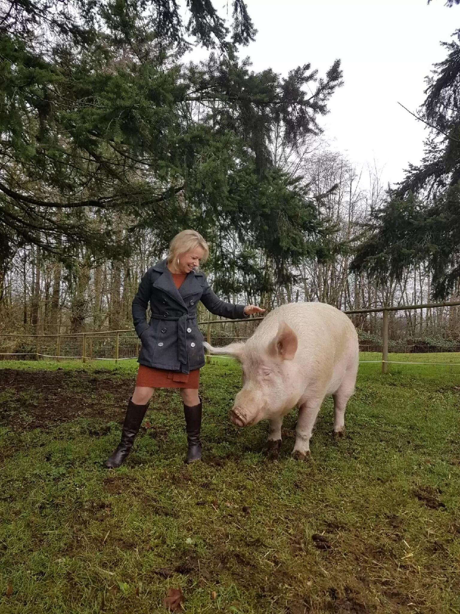 800-Pound Pig Discovered on the Streets only Wishes to be Loved - Hasan ...