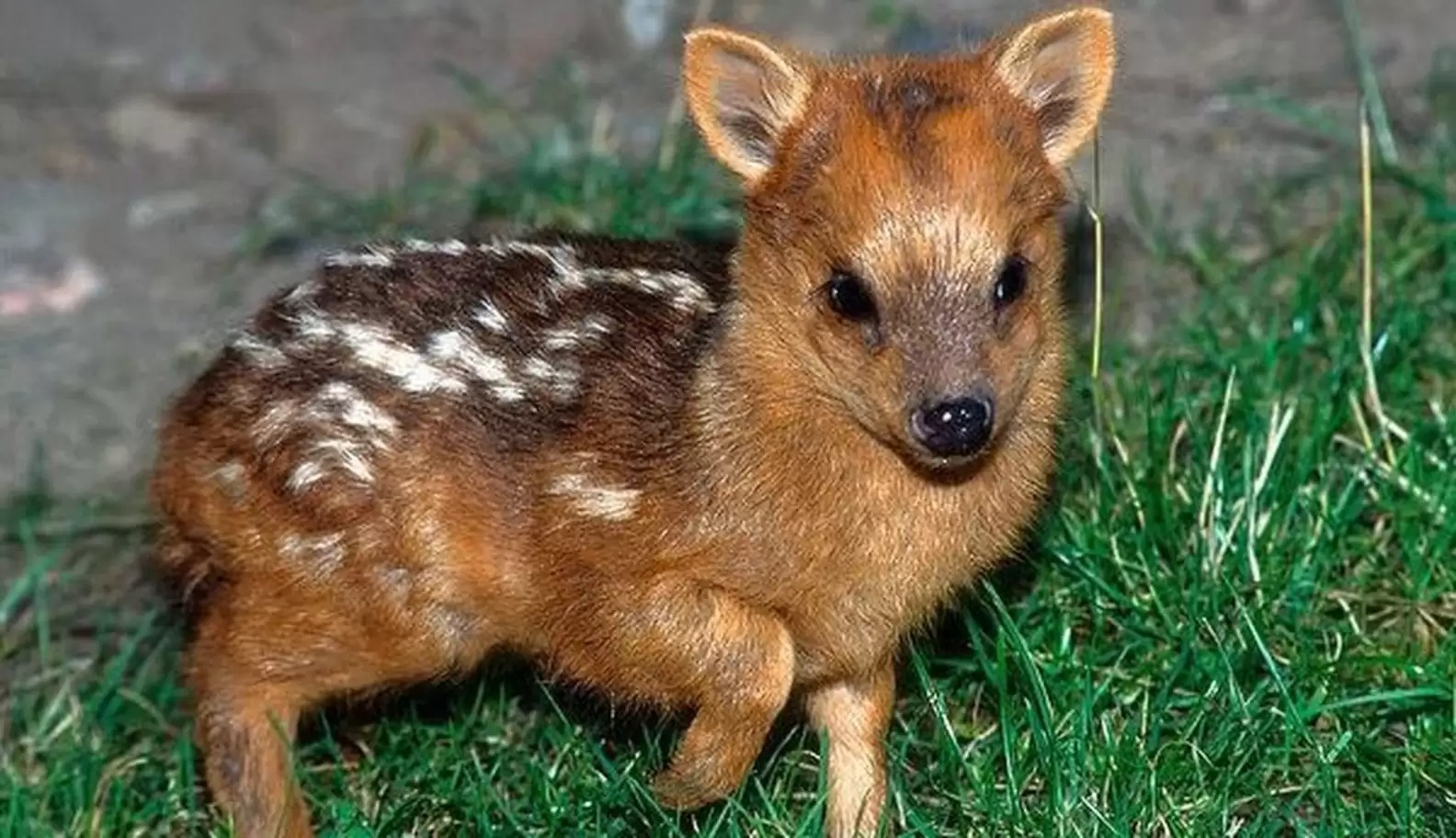 Meet the Magical Pudu, The World's Tiniest and Cutest deer - Hasan Jasim