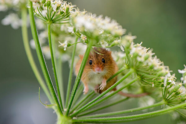 Photos of Teeny Tiny Wild Mices That Will Make Your Day - Hasan Jasim