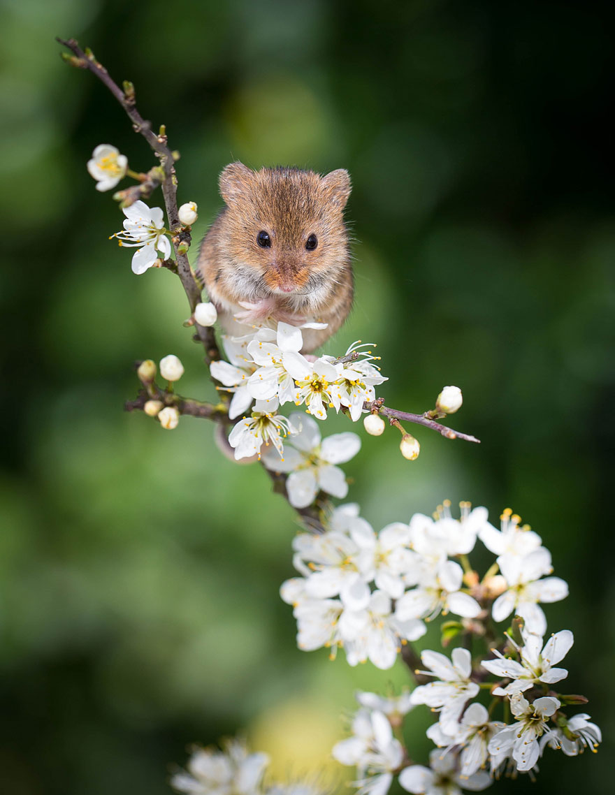Photos of Teeny Tiny Wild Mices That Will Make Your Day - Hasan Jasim
