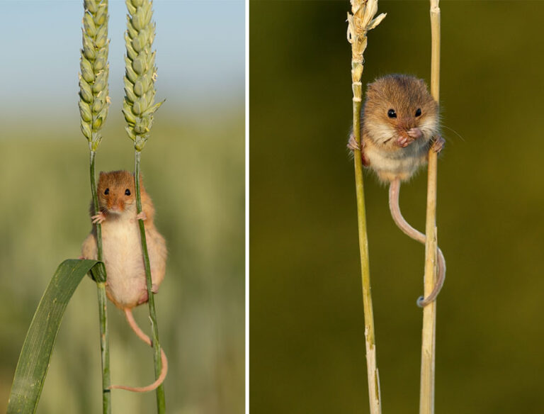 Photos of Teeny Tiny Wild Mices That Will Make Your Day - Hasan Jasim
