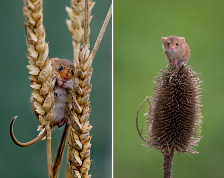 Photos of Teeny Tiny Wild Mices That Will Make Your Day - Hasan Jasim