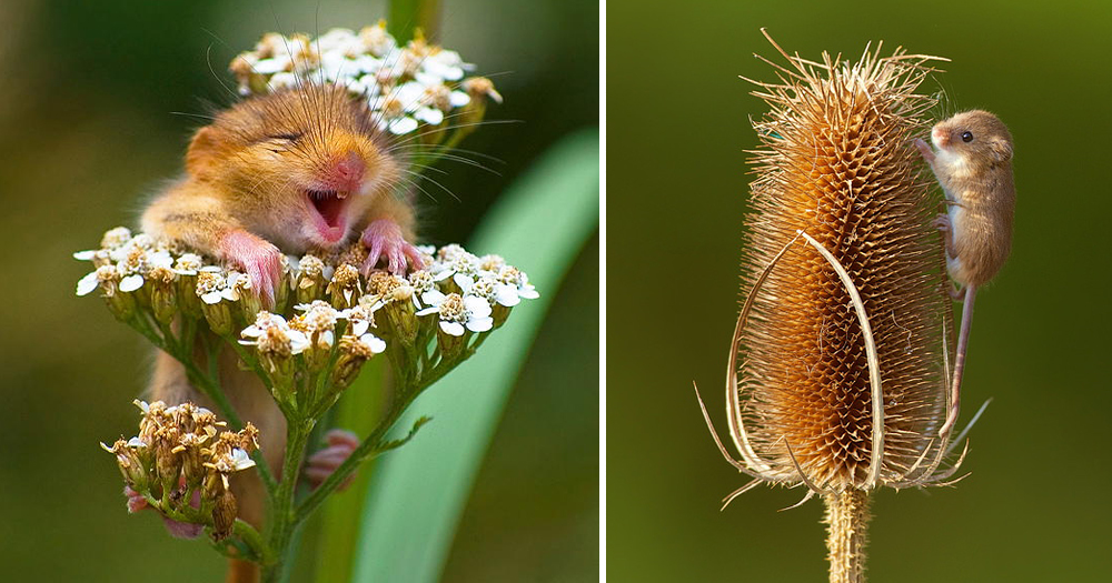 Photos of Teeny Tiny Wild Mices That Will Make Your Day - Hasan Jasim