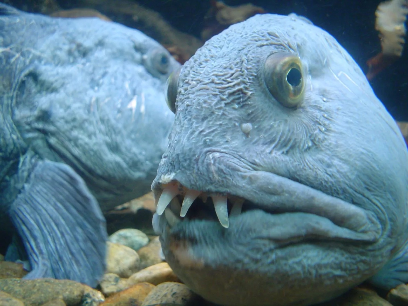 These Creepy Looking Deep-Sea Fish Are Actually Extremely Human ...