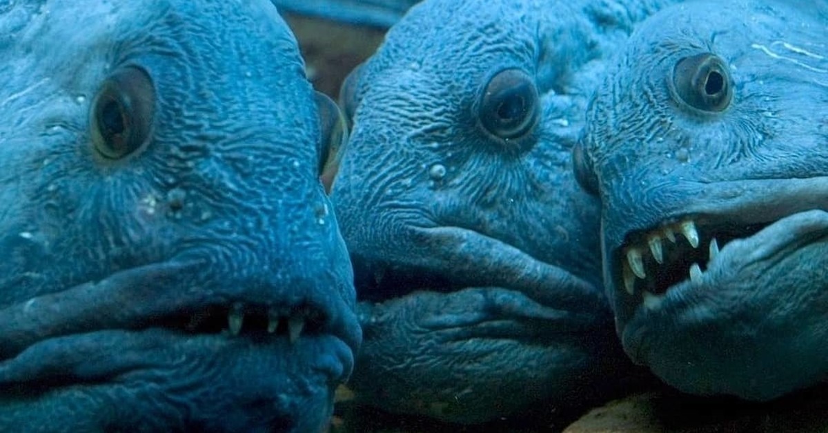 These Creepy Looking Deep-Sea Fish Are Actually Extremely Human ...