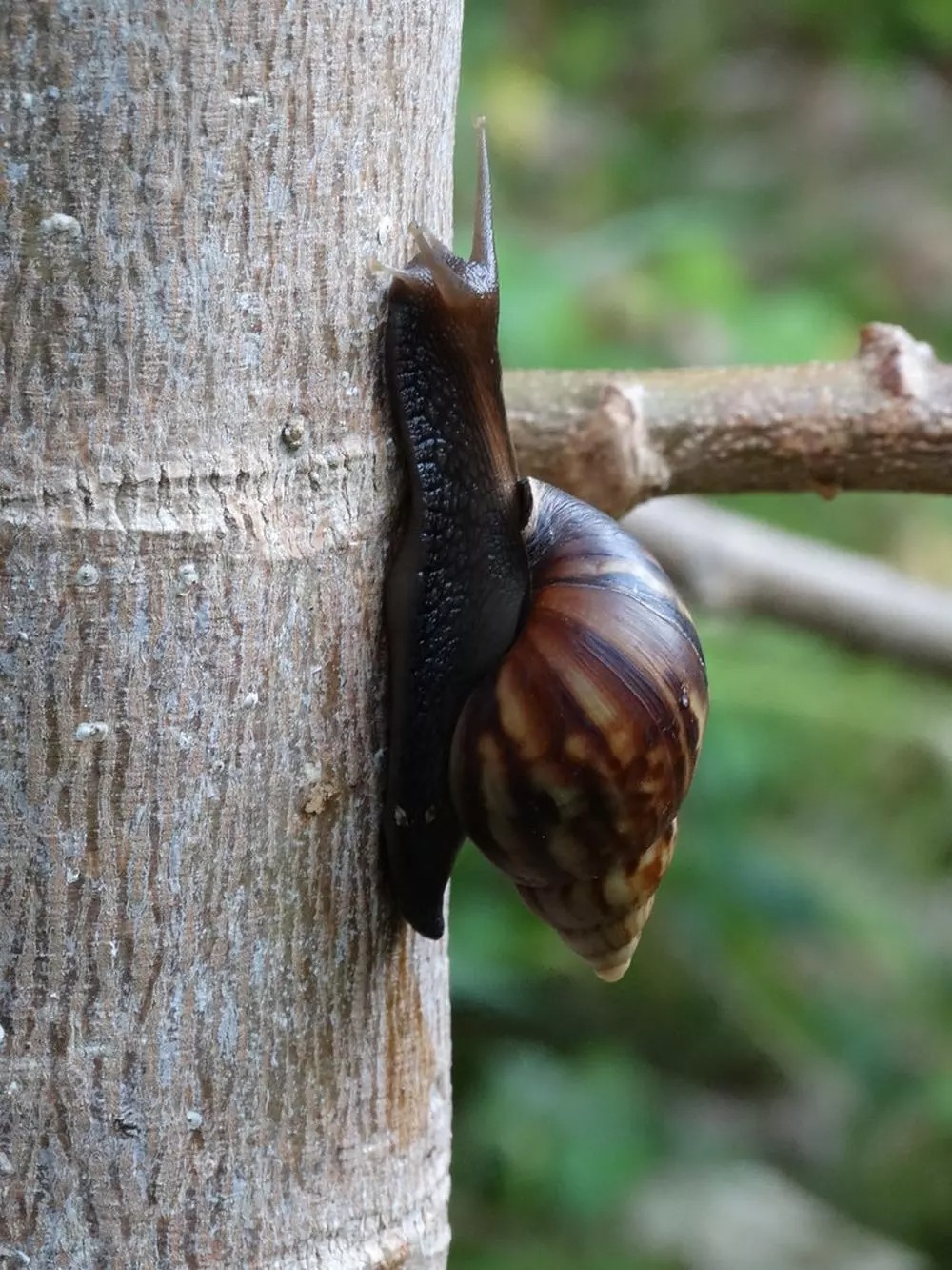 The World's Largest Snail May Grow to be as Long as a Human Arm - Hasan ...