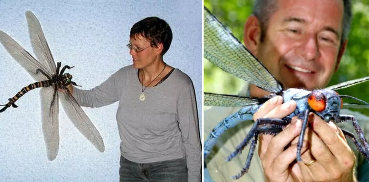 With A Wingspan Of 2.5 ft 75 cm, This Is The World’s Largest Known ...