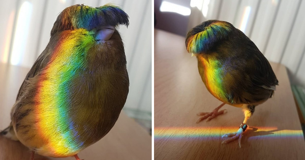 Meet Barry the Canary, the Bird with a Bowl Feather - Hasan Jasim