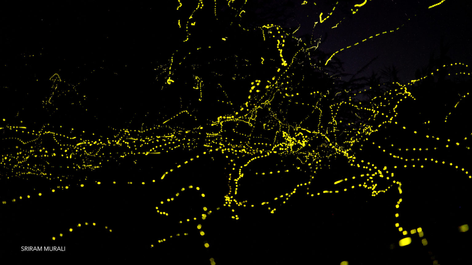 Rare Footage Shows Billions Of Fireflies Lighting Up an Indian Wildlife ...