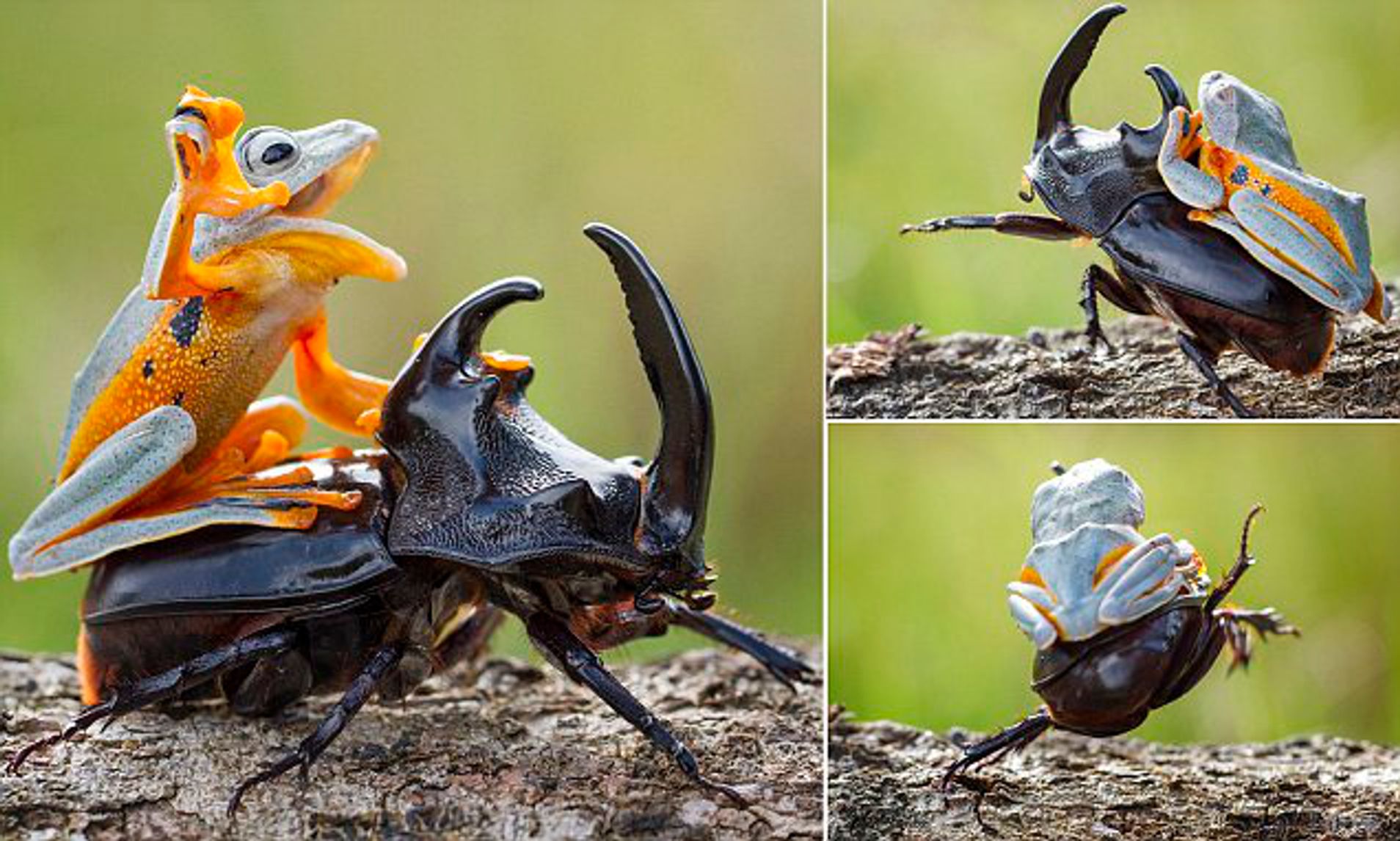 A Photographer Captures the World’s Smallest Rodeo: A Frog Riding a ...
