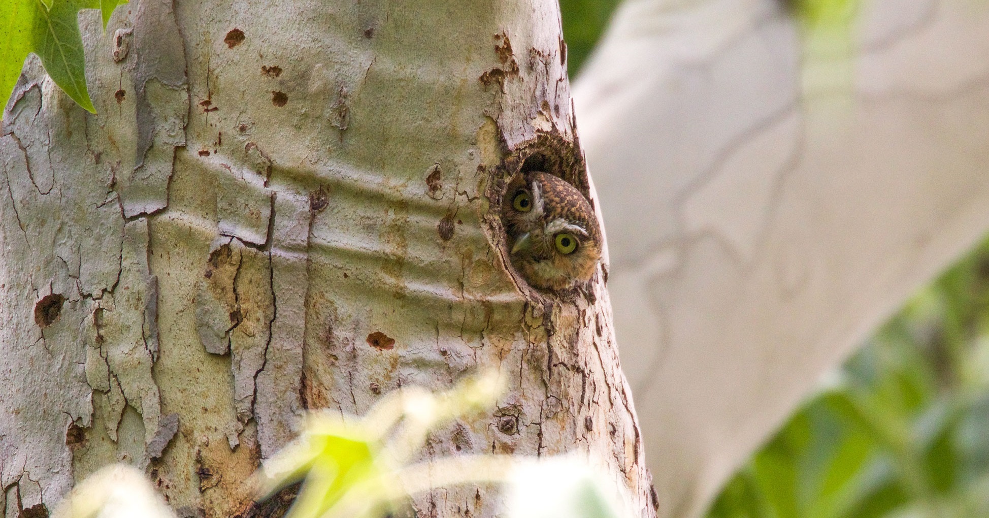 Meet the Elf Owl, The World’s Tiniest Owl - Hasan Jasim