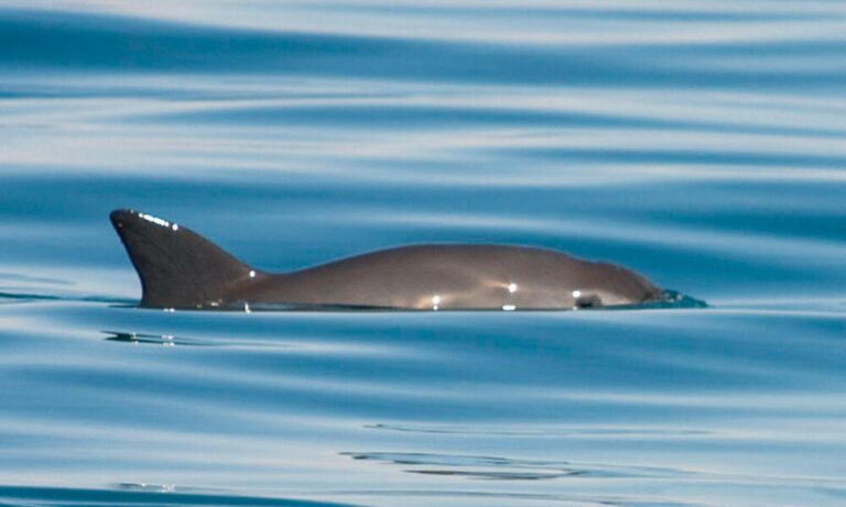 Meet the Stunning Vaquita – The World's Rarest Animal, With Only Ten ...