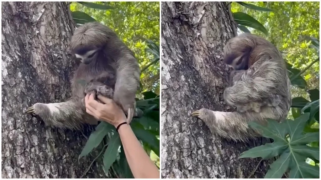 After Falling Out of Her Arms and Onto The Beach, a Crying Baby Sloth ...