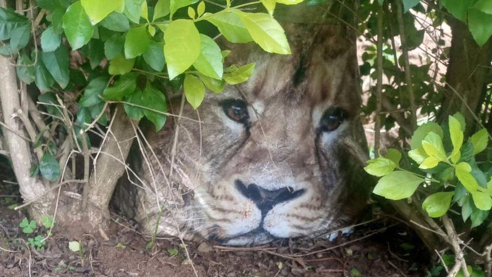 After Armed Cops Were Dispatched To Assist, The 'Lion Hidden in a ...