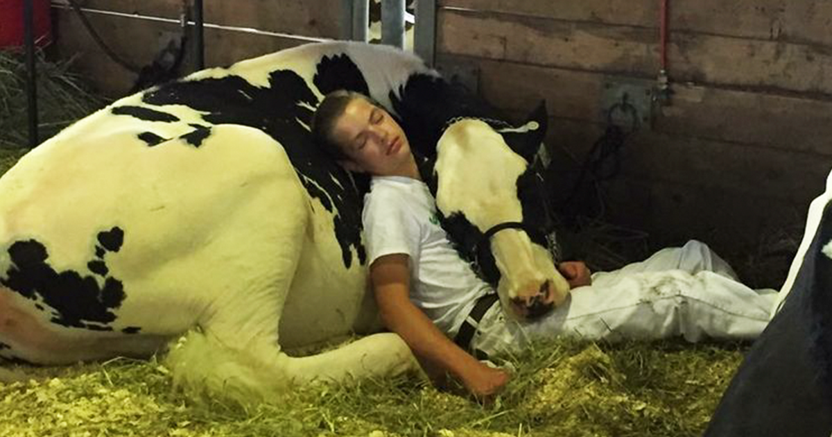 The Tired Boy And His Cow Lose At The Dairy Fair, Fall Asleep And Win ...