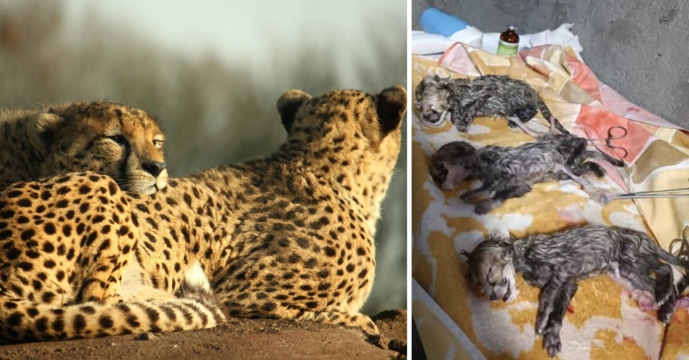 Asiatic Cheetah Babies are Born in Iran For The First Time - Hasan Jasim