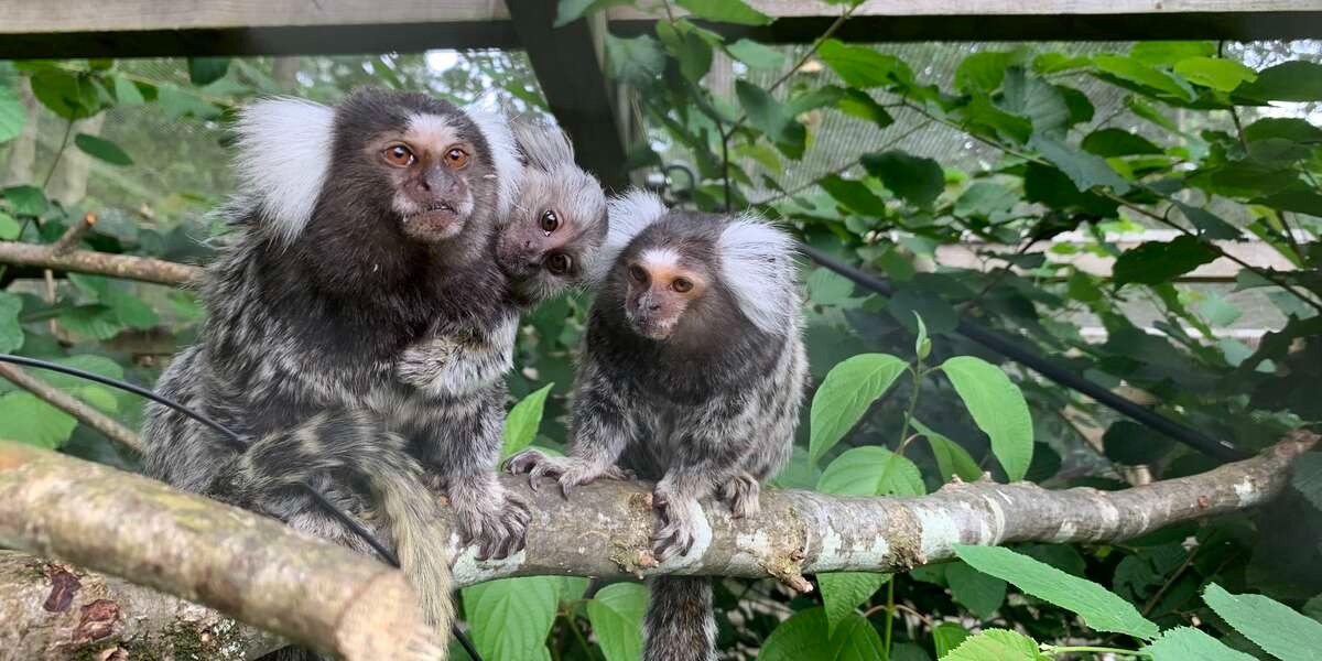 Monkey Rescue Baby Can’t Wait To Meet His New Parents - Hasan Jasim