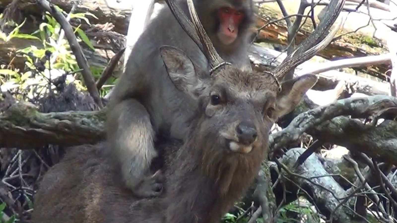 The Reason Why Japanese Monkeys Have Been Observed Riding Deer Is Quite ...