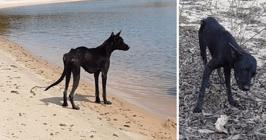 Meet Methuselah, the world's oldest living aquarium fish (pretend she's ...