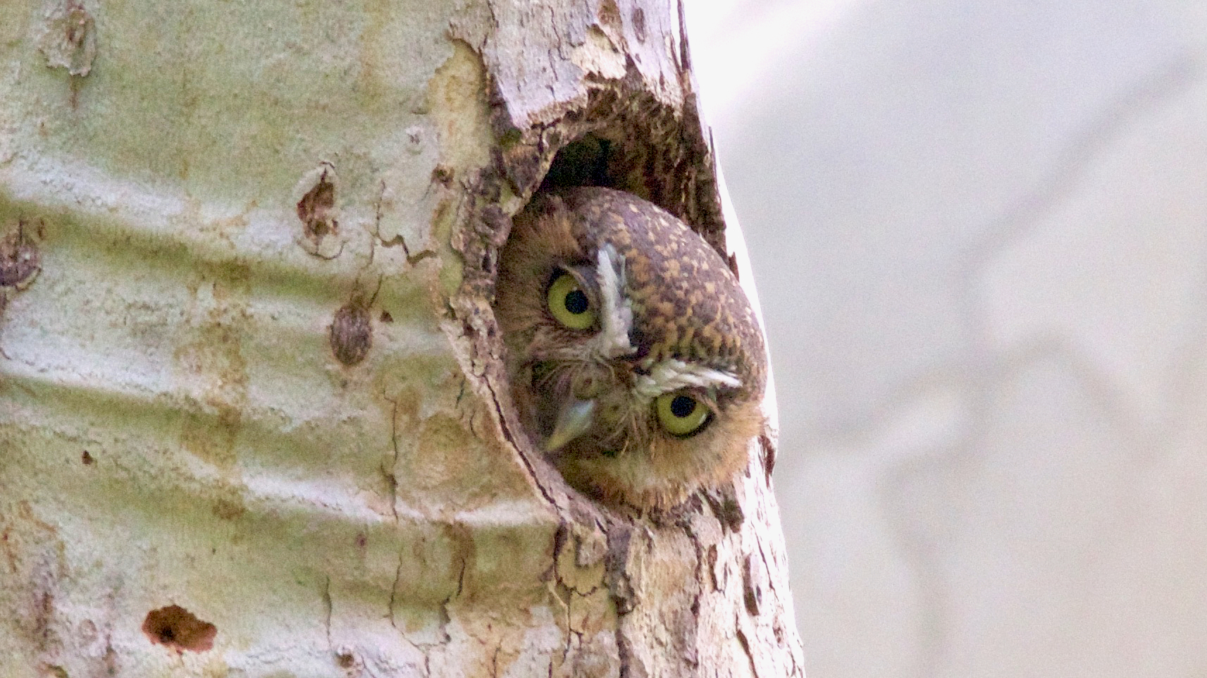 Meet the Elf Owl, The World’s Tiniest Owl - Hasan Jasim