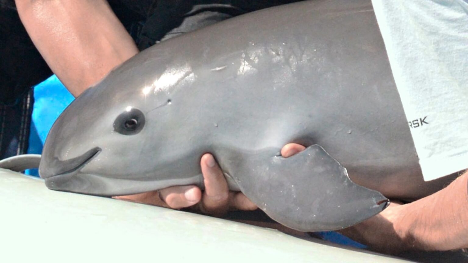 Meet the Stunning Vaquita – The World's Rarest Animal, With Only Ten ...