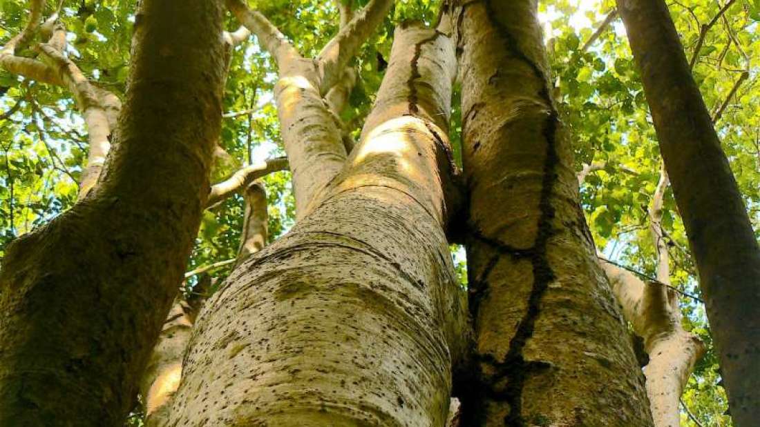 Two New Species of Sinister Bird-Catching Trees Have Been Discovered in ...