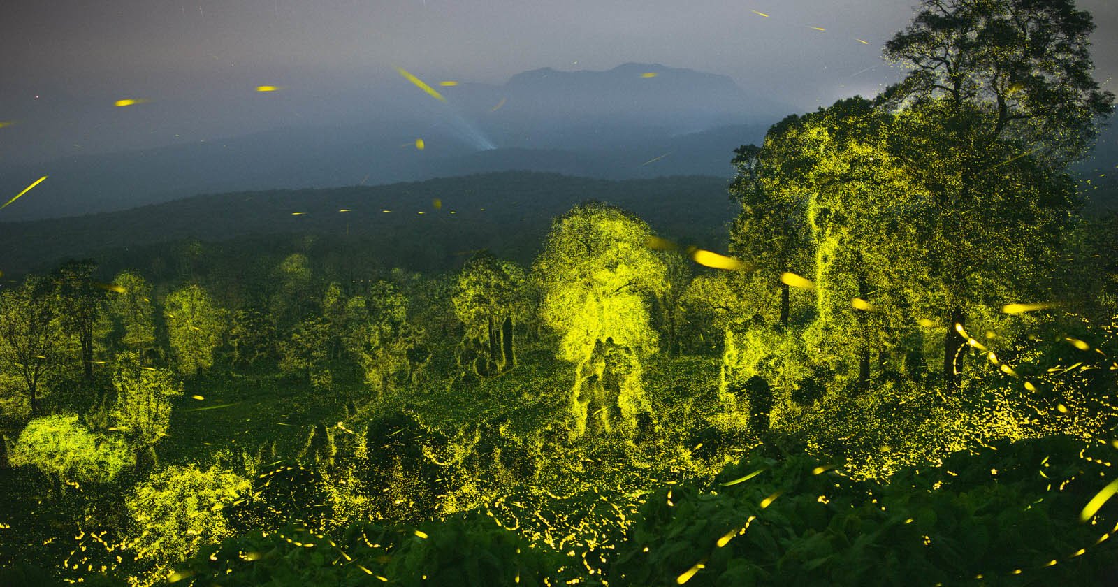 Rare Footage Shows Billions Of Fireflies Lighting Up an Indian Wildlife ...