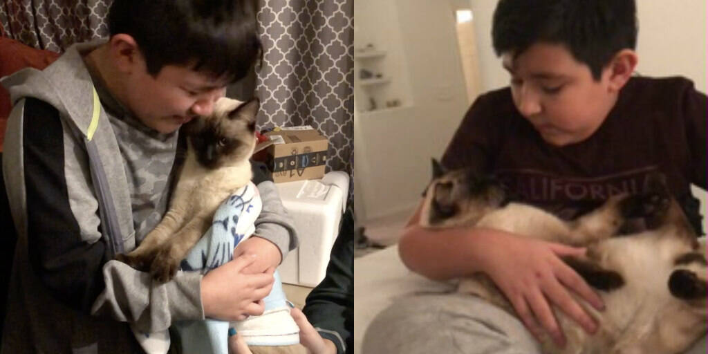 When a Boy Finally Sees His Long-Lost Cat, He Can’t Stop Crying - Hasan ...
