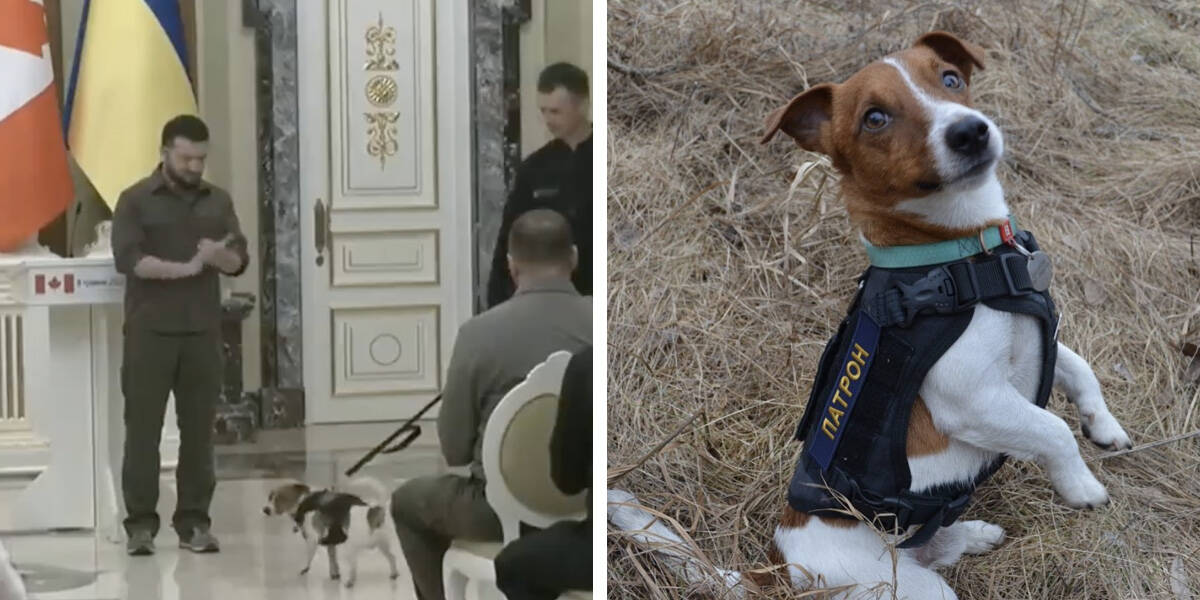 The Ukrainian President awards a medal to Very Good Dog for his service ...