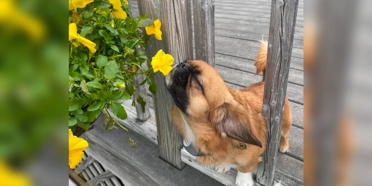 Little Dog Is Obsessed With Smelling Every Flower He Sees - Hasan Jasim