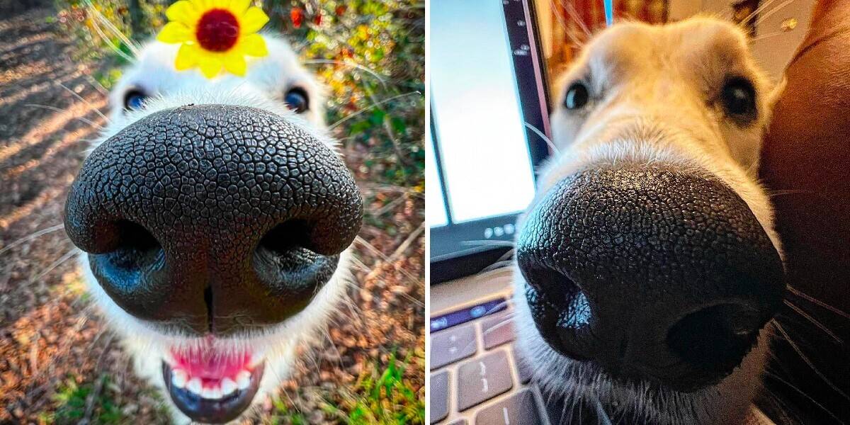 His Boopable Nose Is Definitely Rescue Dog S Best Feature Hasan Jasim