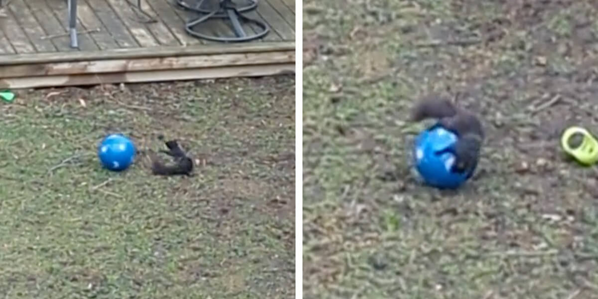 Squirrel Having A Ball With Kid’s Toy Left In Yard Caught On Camera ...