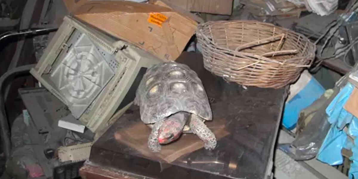 Missing Pet Tortoise Discovered 30 Years Later in Attic – Still Alive ...