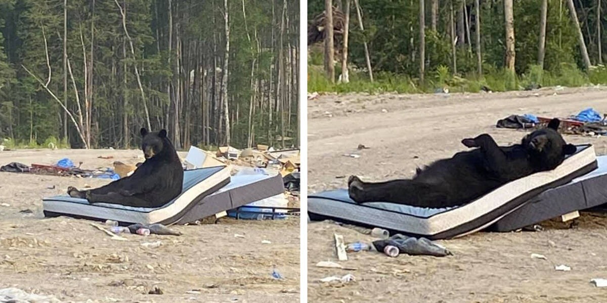 A Woman Notices a Random Bear Having the Time Of His Life - Hasan Jasim