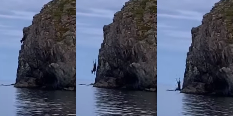 A Daring Moose Jumps Off a Cliff And Swims Away - Hasan Jasim