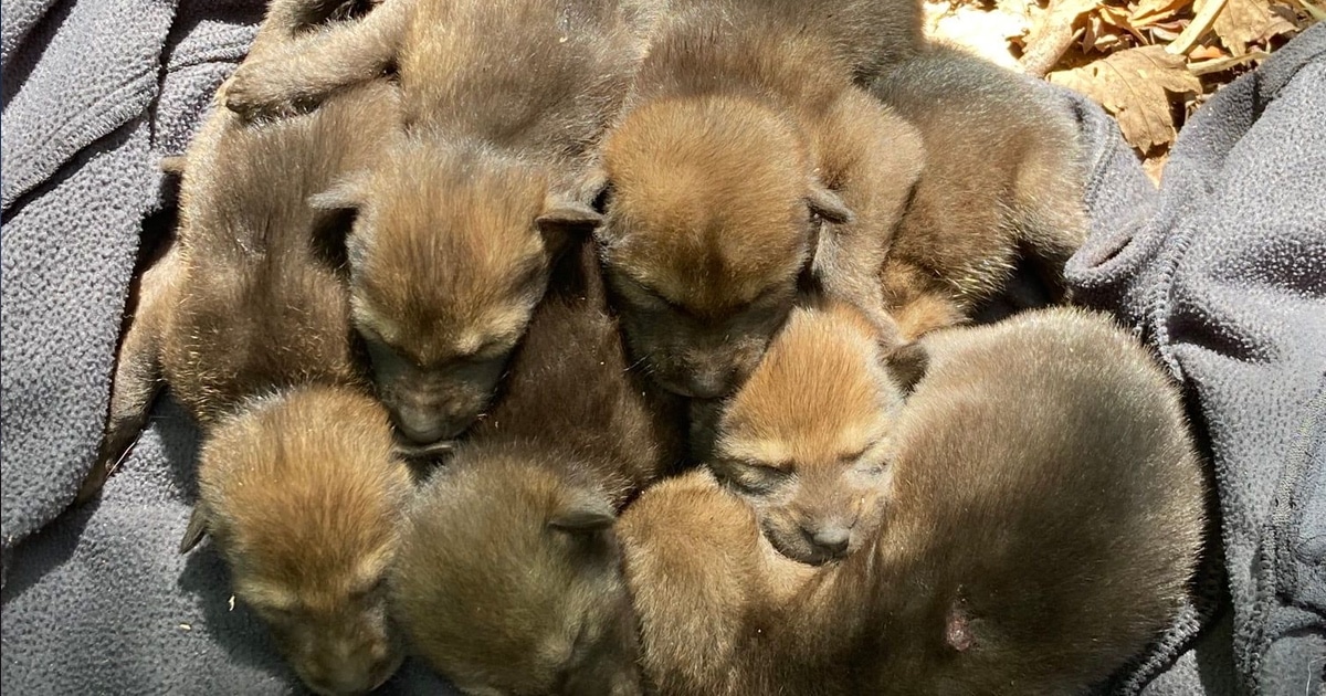An Adorable Litter of Endangered Red Wolf Puppies Gives Hope for the ...
