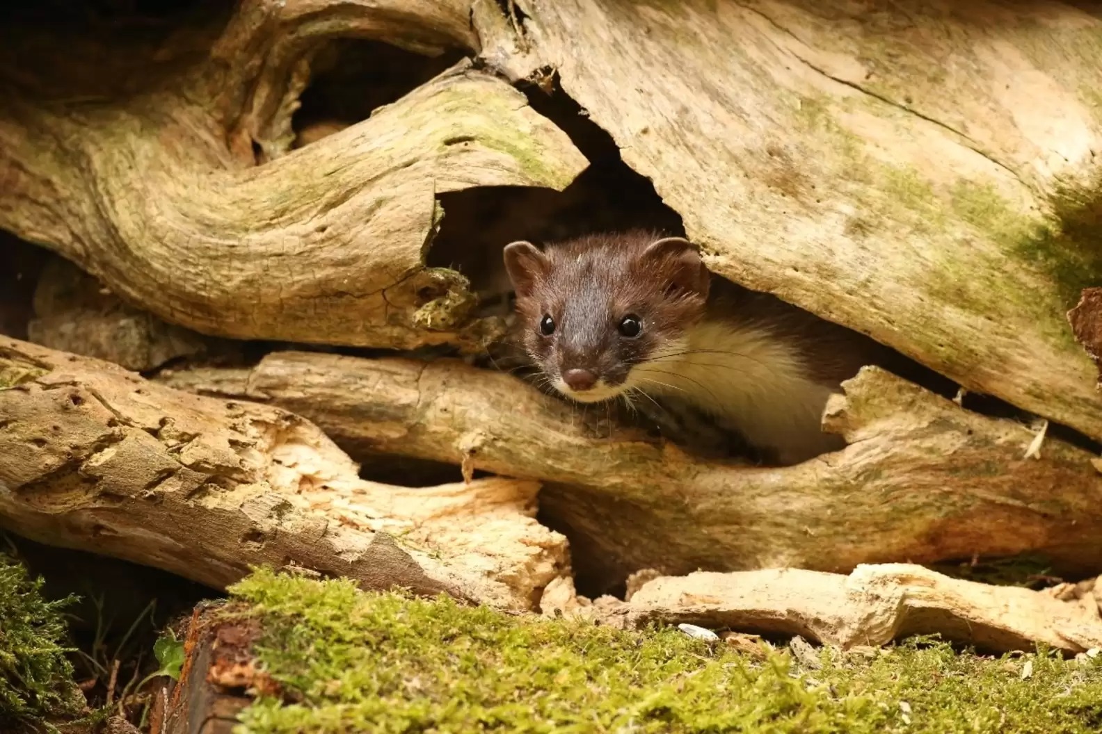 Stoat Babies Discover a Trampoline and Have the Time of Their Lives ...