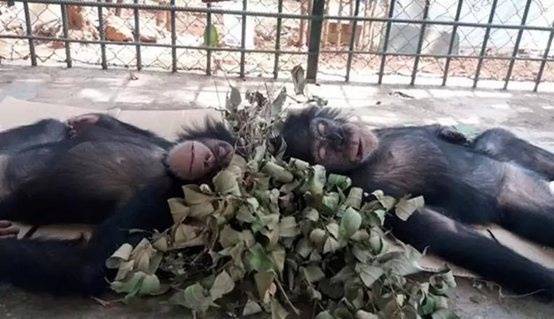 Amazing Chimpanzee Brother and Sister Dealing With Life Together ...
