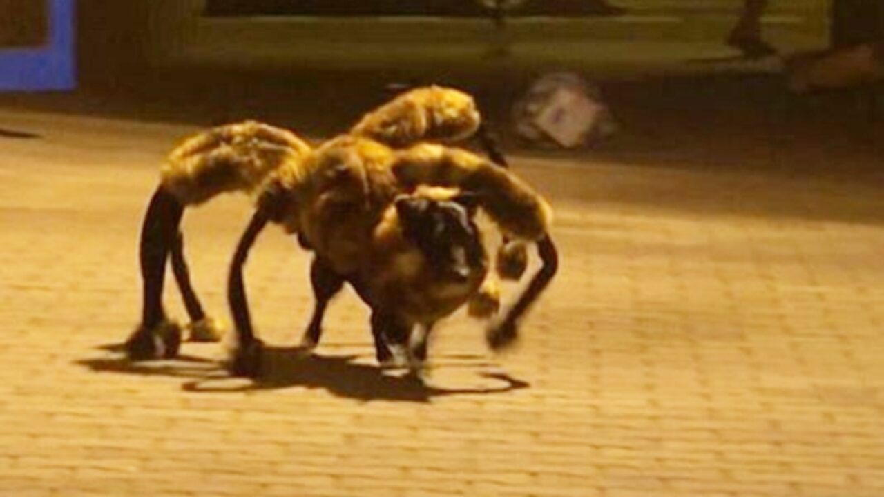 In Poland, Pranksters Dressed Up a Dog as a Giant Spider to Scare ...