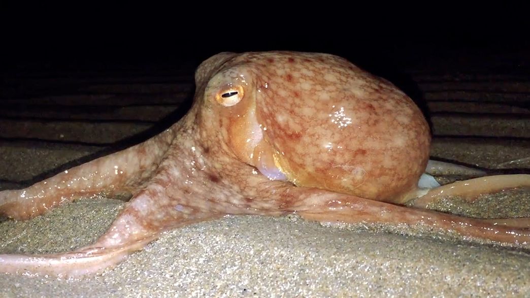 Strange Video Depicts A Swarm Of Octopuses Crawling Out Of The Sea And ...