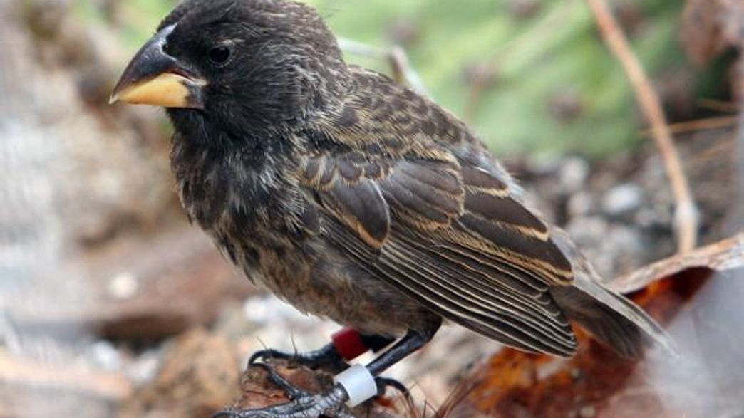 A Brand-New Species Was Just Discovered Evolving In Front Of Our Eyes ...