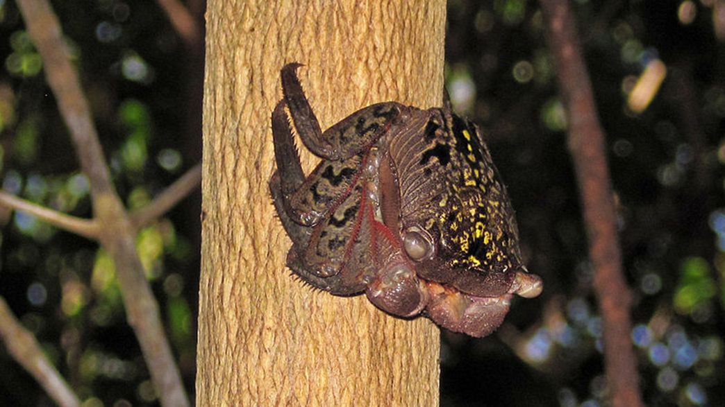 Why Does Evolution Keep Creating Crabs Out Of Everything Hasan Jasim