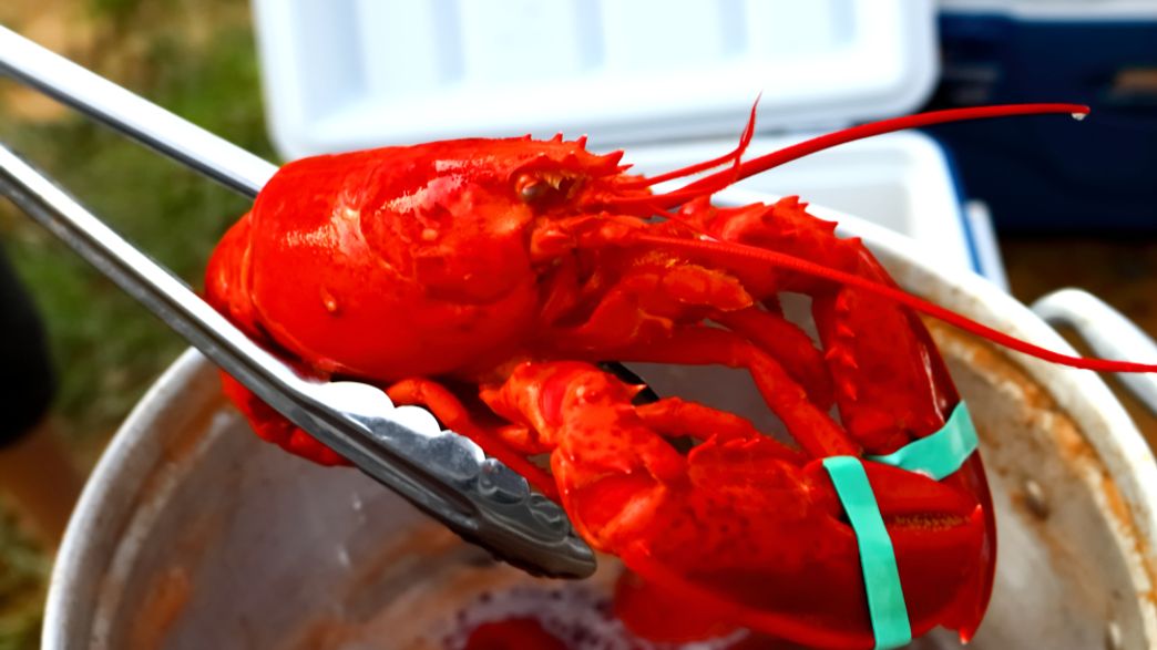 Boiling Lobsters Alive in the UK May Be Banned Under "Sentient Being ...