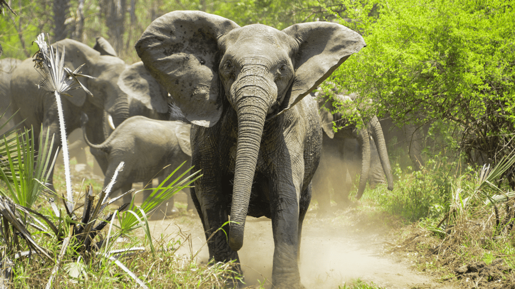 Ivory Poaching in Mozambique Has Caused Female Elephants To Rapidly ...