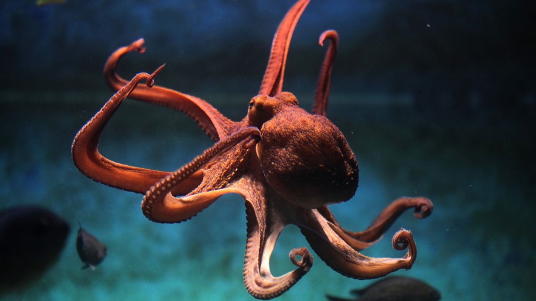 In the United Kingdom, Octopuses, Squid, and Lobsters Are Recognized As ...