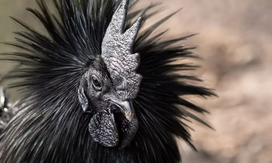 Goth Chicken Is All Black, From Its Feathers To Its Bones - Hasan Jasim
