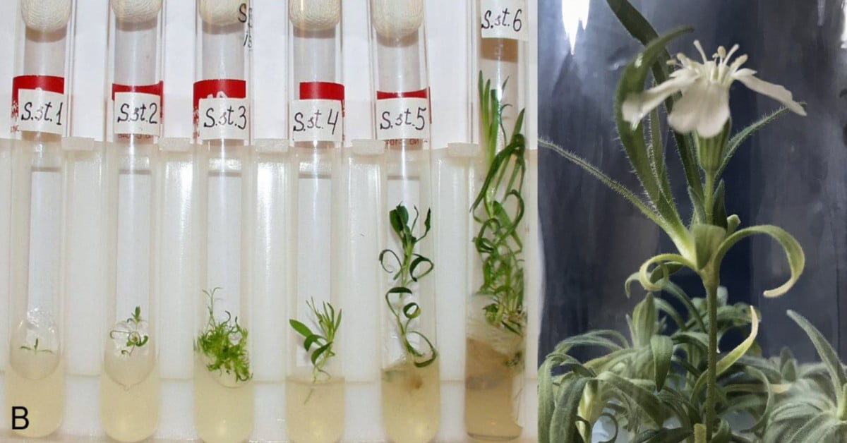 Scientists Revive 32,000-Year-Old Plant Right Out of the Pleistocene ...