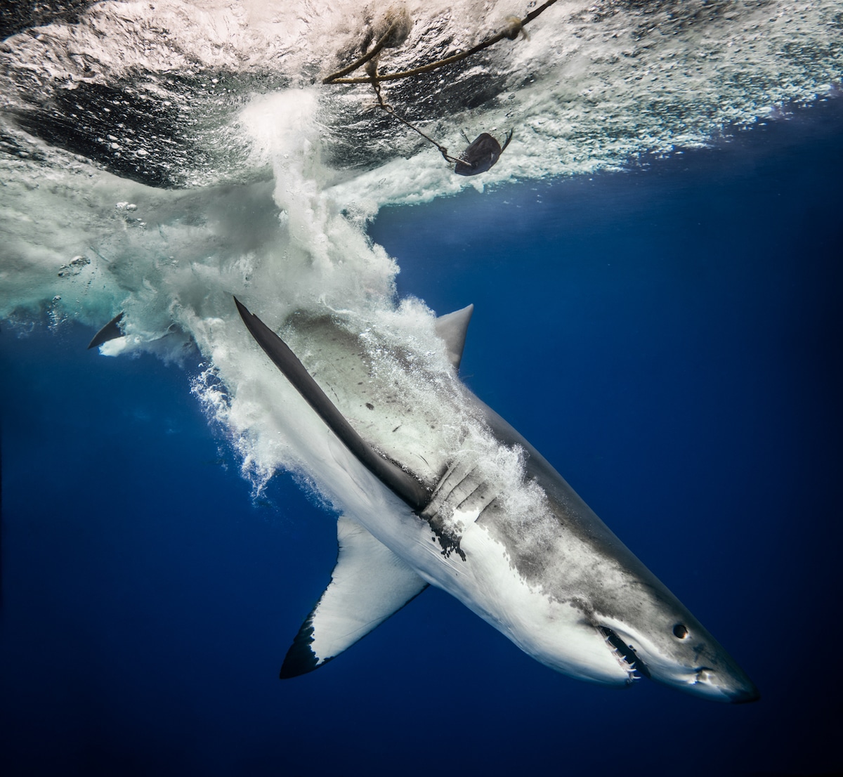 Cage Diver Recreates Iconic 'Jaws' Film Poster Using a Real Great White ...