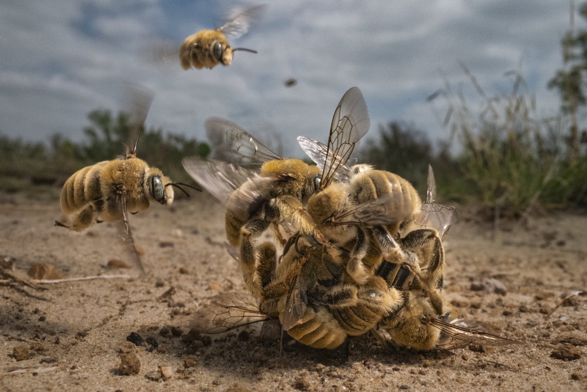 A Rare Moment Captured Up Close. Cactus Bees Swarmed In Tight Balls ...